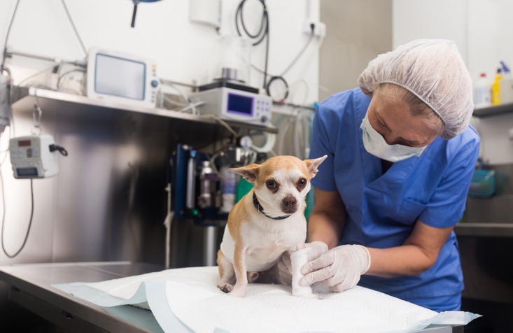 What Pre-surgery Tests Ensure Your Pet’s Safety? - LIFE CLASS