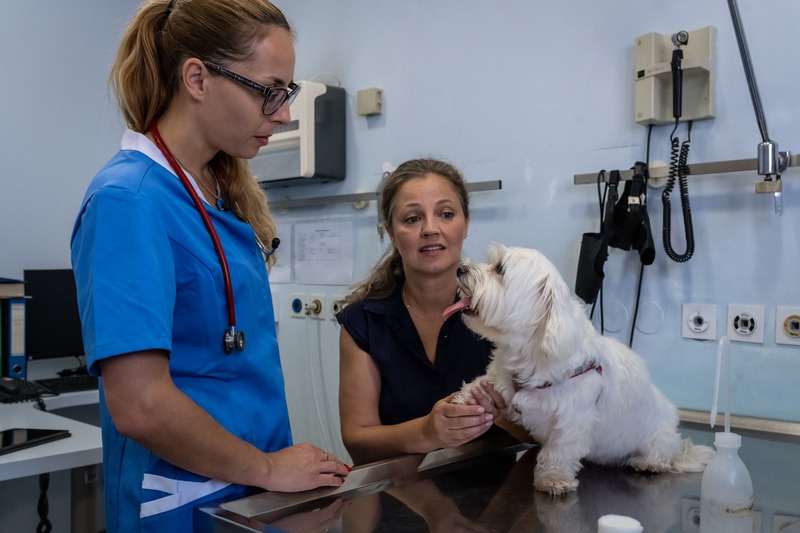 Why Do Pets Need Annual Veterinary Exams? - LIFE CLASS