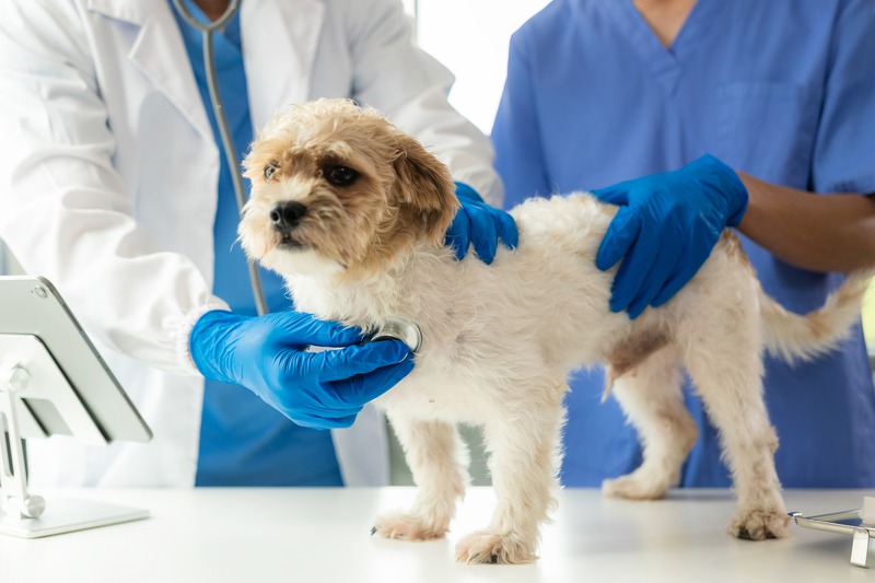 How Do I Choose an Emergency Vet for My Pet? - LIFE CLASS