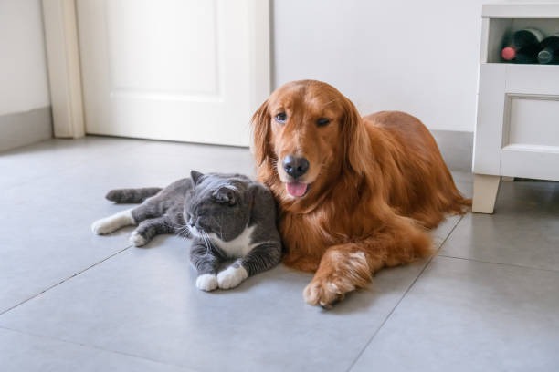 How Can I Administer First Aid to My Pet in an Emergency? - LIFE CLASS