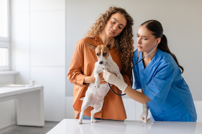 What to Expect During Your Pet’s Routine Veterinary Visit - LIFE CLASS