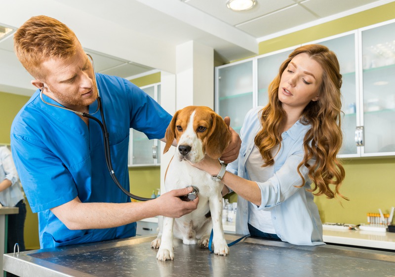 Why Are Regular Pet Check-Ups Important? - LIFE CLASS